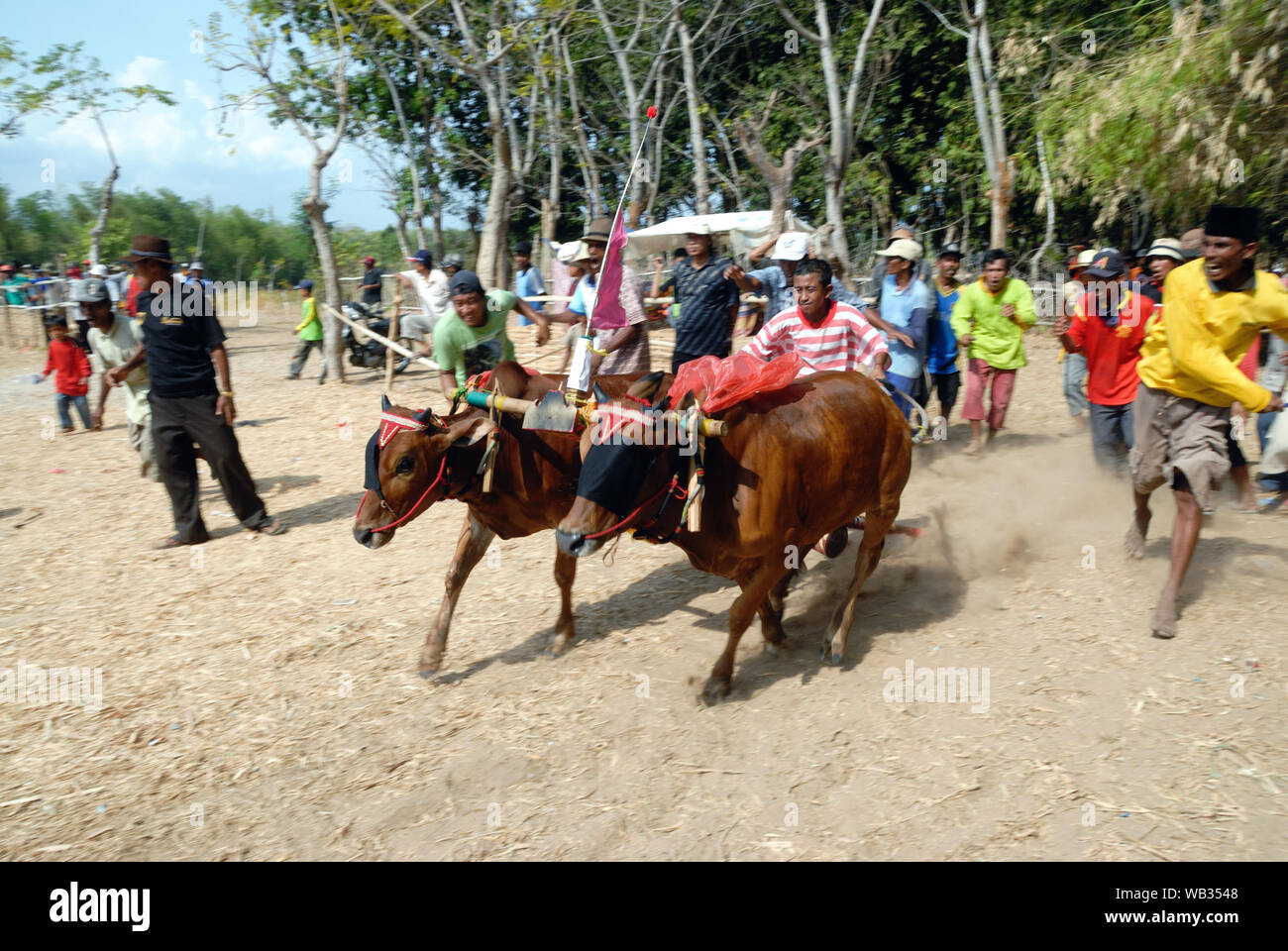 Karapan Sapi, bull race in Madura island, Indonesia Stock Photo - Alamy
