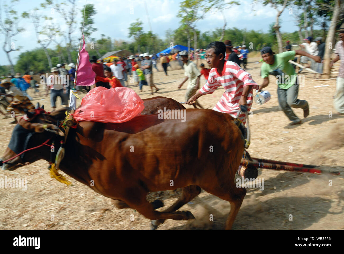 Karapan Sapi, bull race in Madura island, Indonesia Stock Photo - Alamy