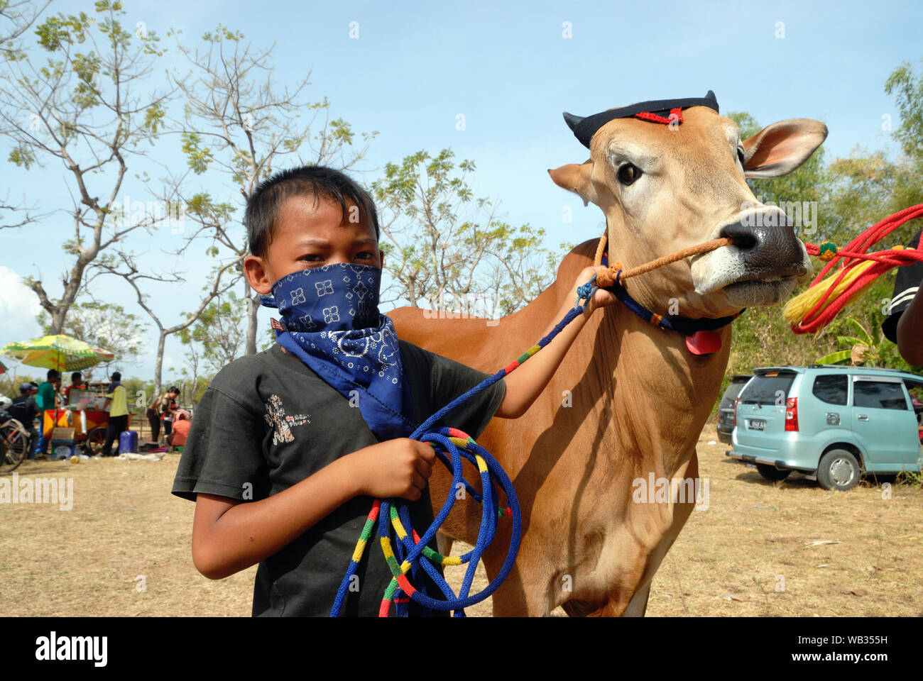 Karapan Sapi, bull race in Madura island, Indonesia Stock Photo - Alamy