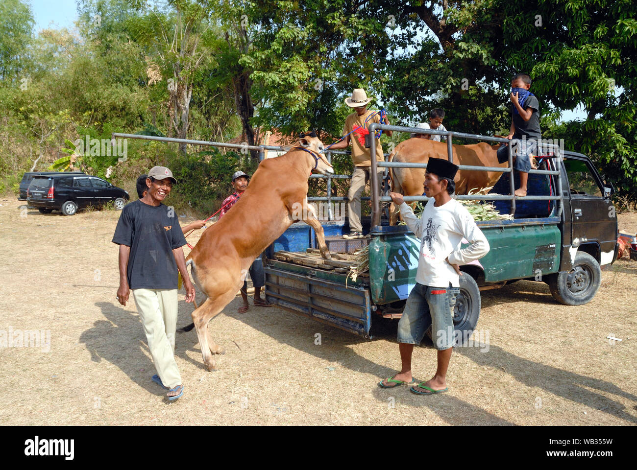 Karapan Sapi, bull race in Madura island, Indonesia Stock Photo - Alamy