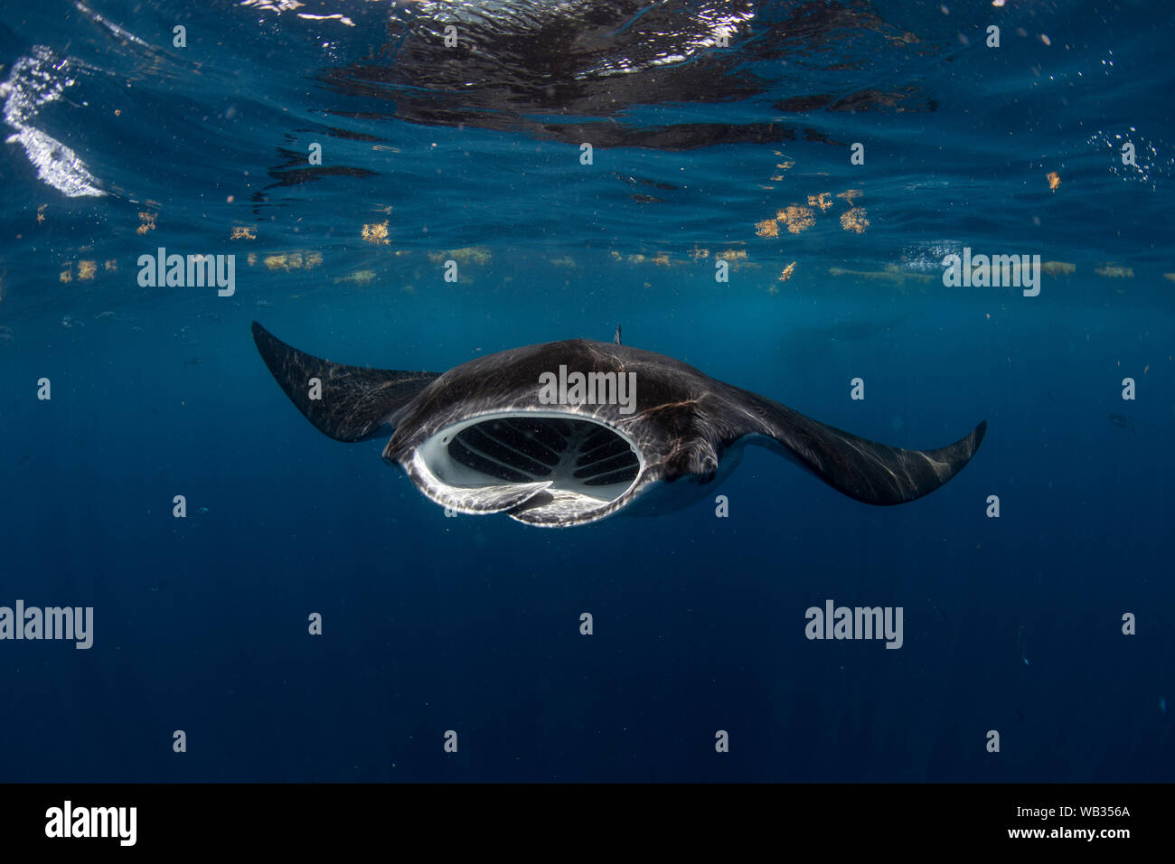 Manta ray mouth hi-res stock photography and images - Alamy