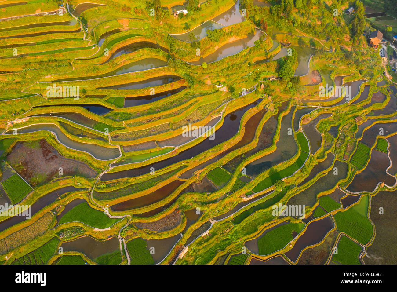 Guizhou china terraced rice hi-res stock photography and images - Alamy