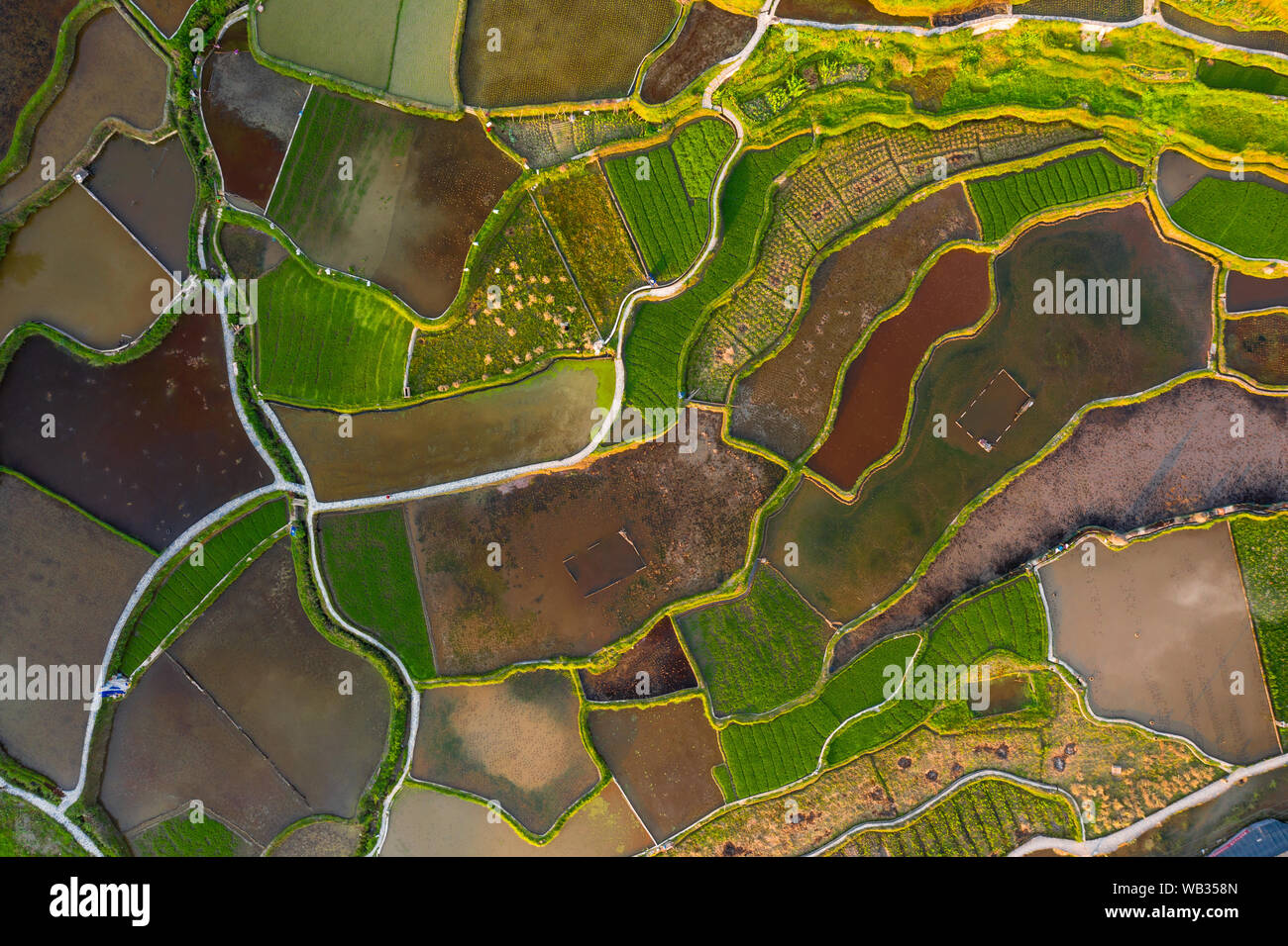 Terraced field in guizhou china Stock Photo - Alamy
