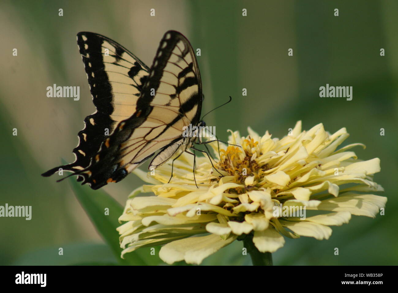 Yellow wings and Yellow flowers Stock Photo - Alamy