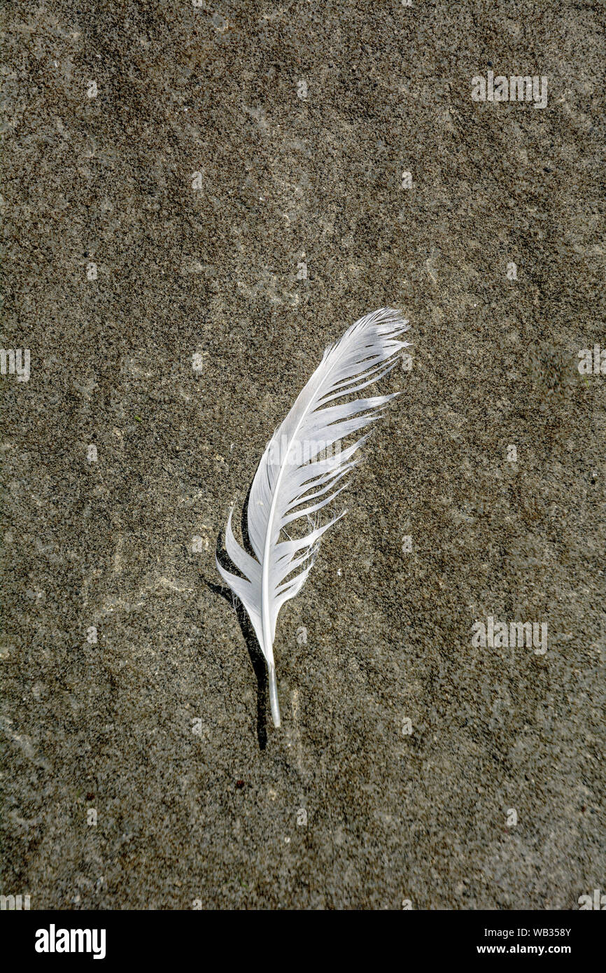 Hard feather hi-res stock photography and images - Alamy