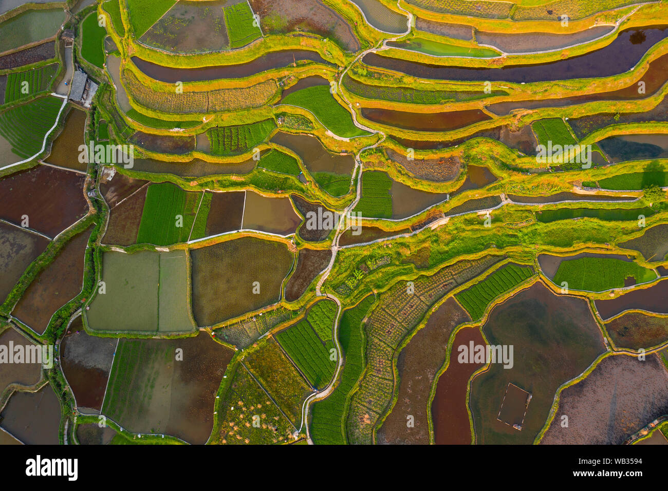 Terraced field in guizhou china Stock Photo - Alamy