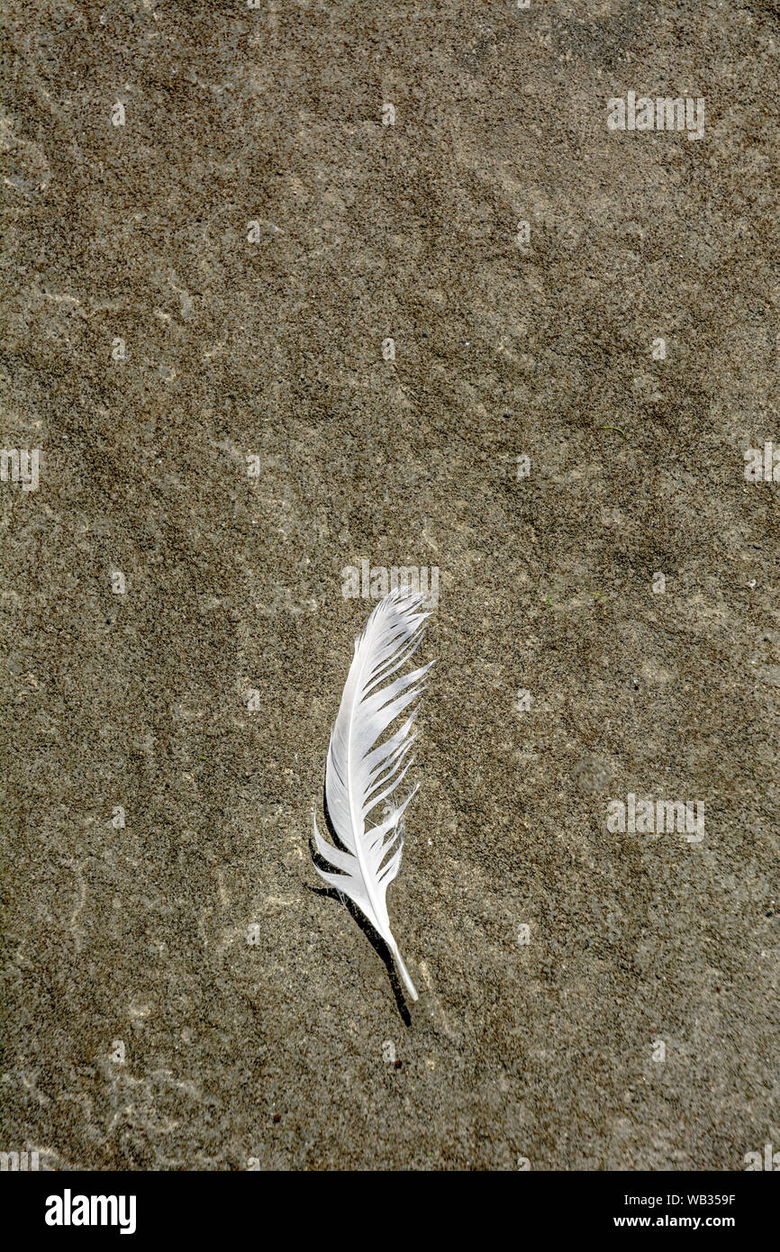 Hard feather hi-res stock photography and images - Alamy