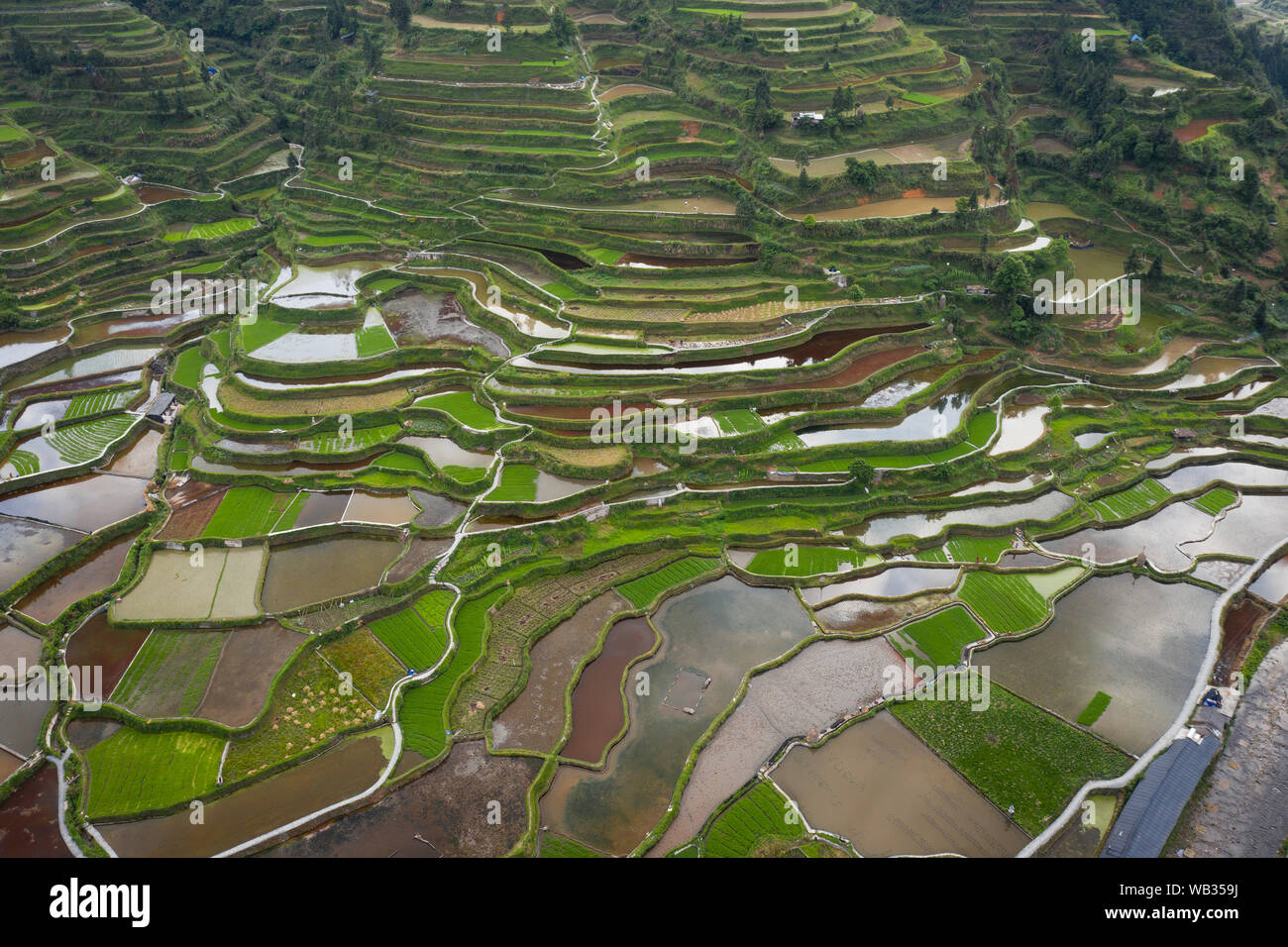 Terraced field in guizhou china Stock Photo - Alamy