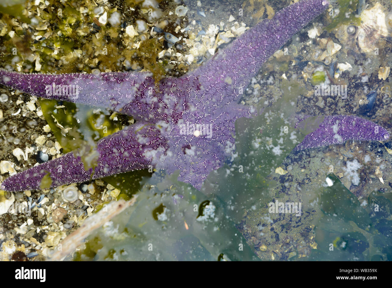 Purple Sea Star starfish partially submerged in tidepool water ...