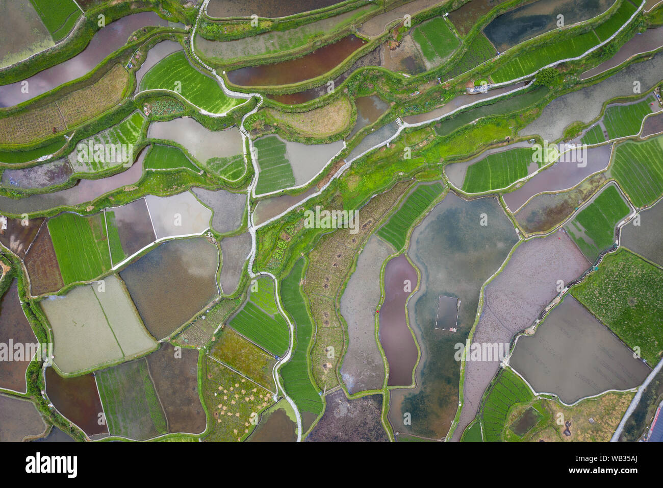 Guizhou china terraced rice hi-res stock photography and images - Alamy