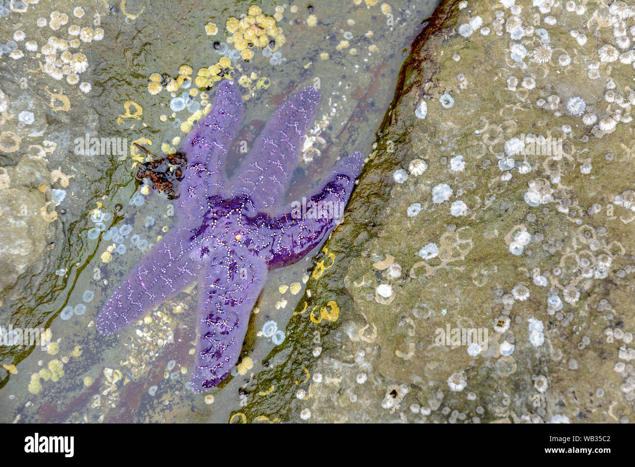Purple Sea Star starfish partially submerged in tidepool water ...