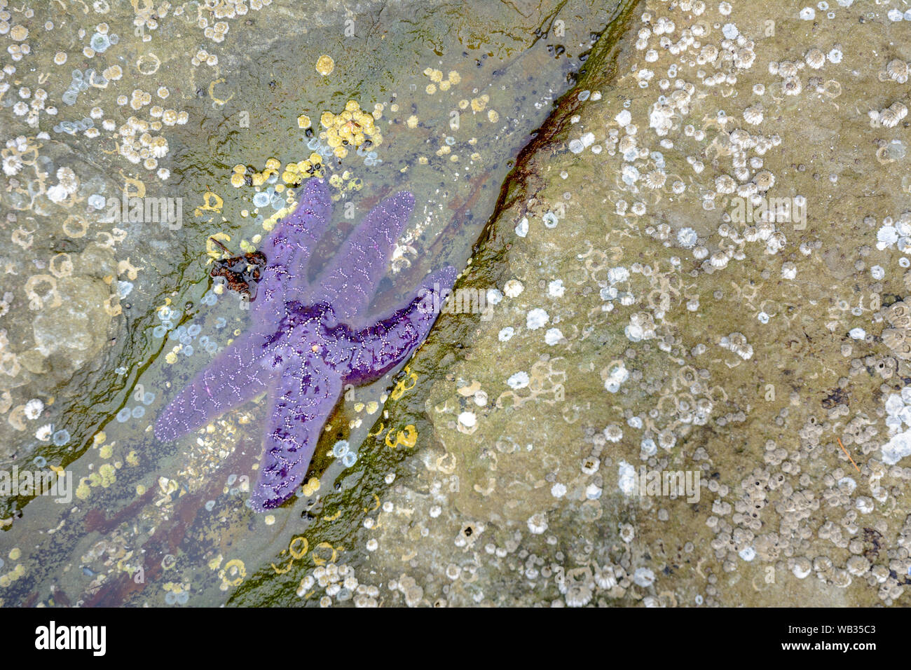 Ochre star fish (pisaster ochraceus) hi-res stock photography and ...