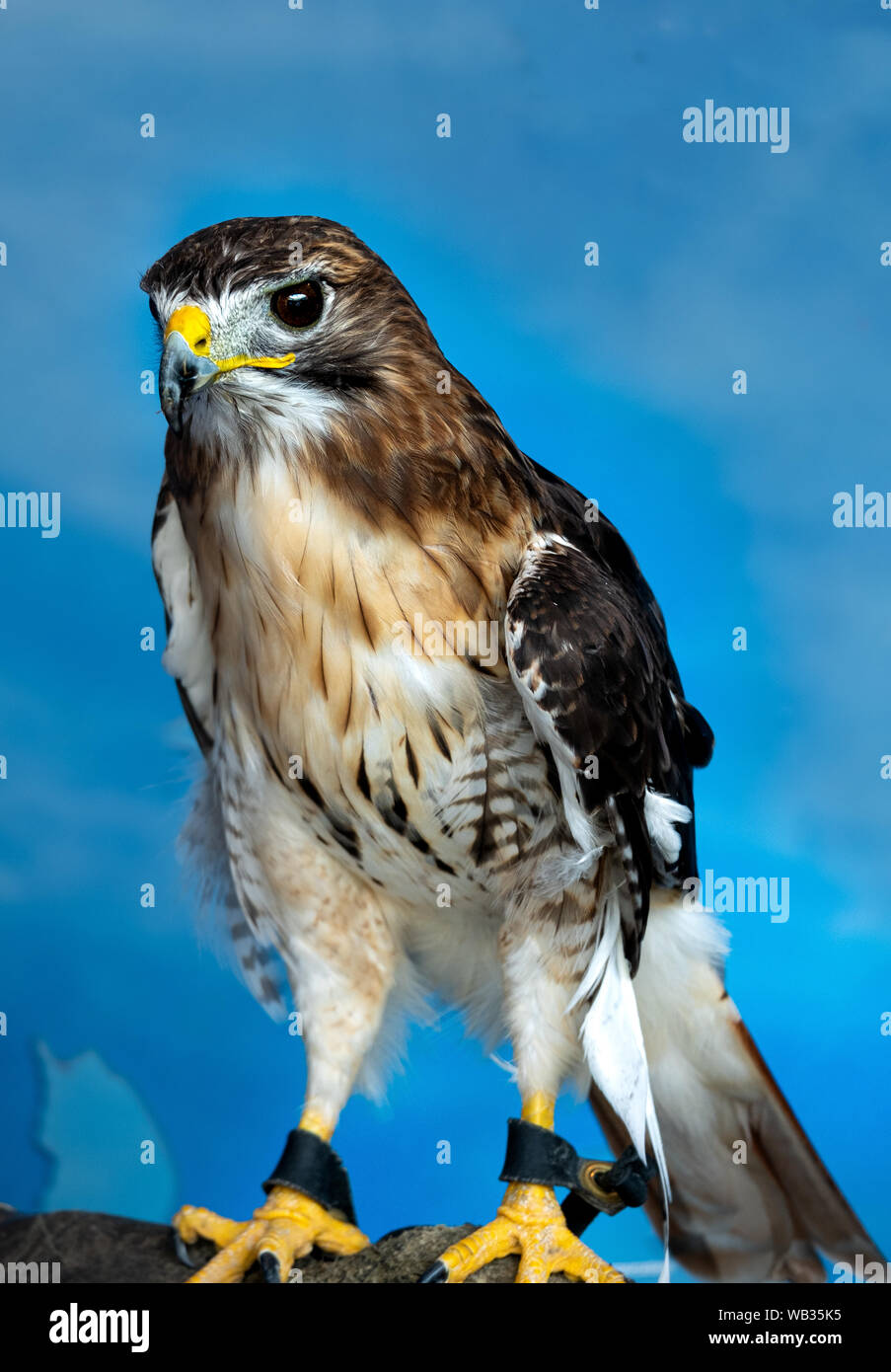 A red tailed hawk perches on the glove of a trainer at the National ...