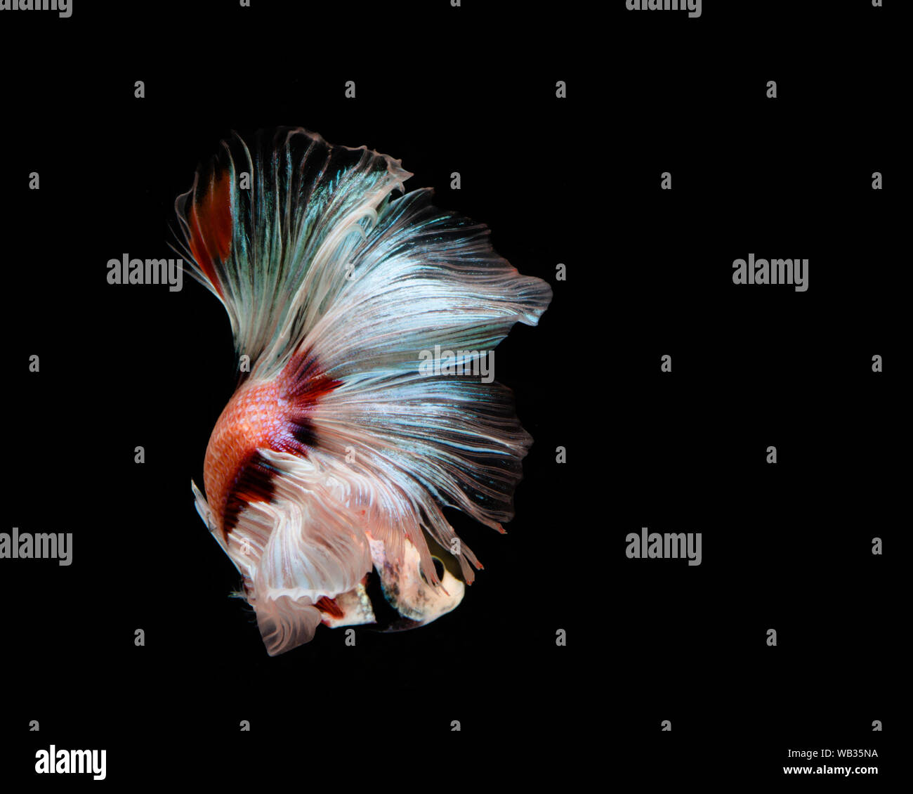 Multi-color betta fish, siamese fighting fish on black background Stock ...