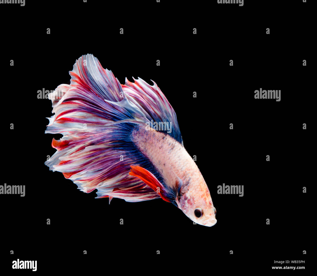 Multi-color betta fish, siamese fighting fish on black background Stock ...