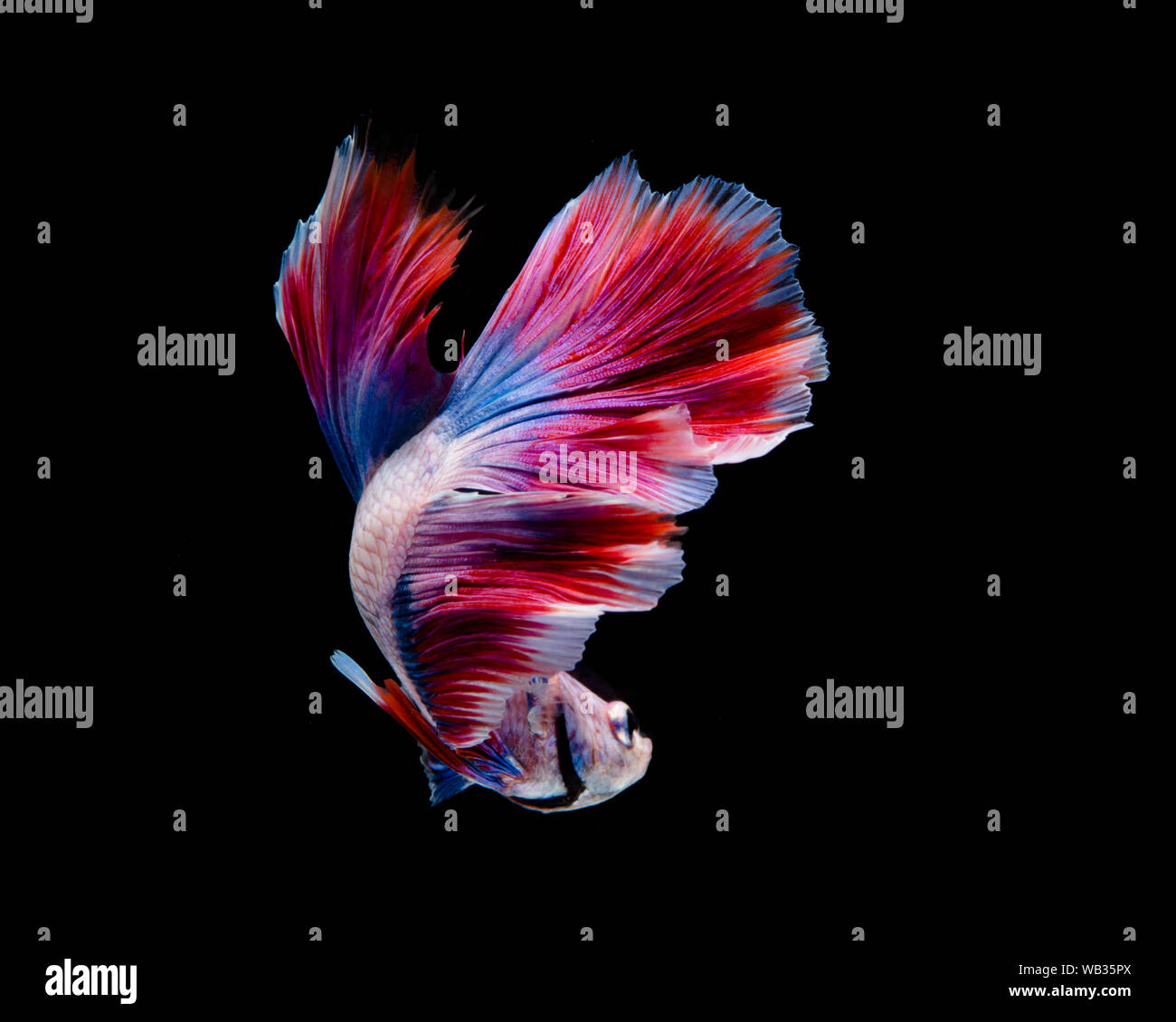 Multi-color betta fish, siamese fighting fish on black background Stock ...