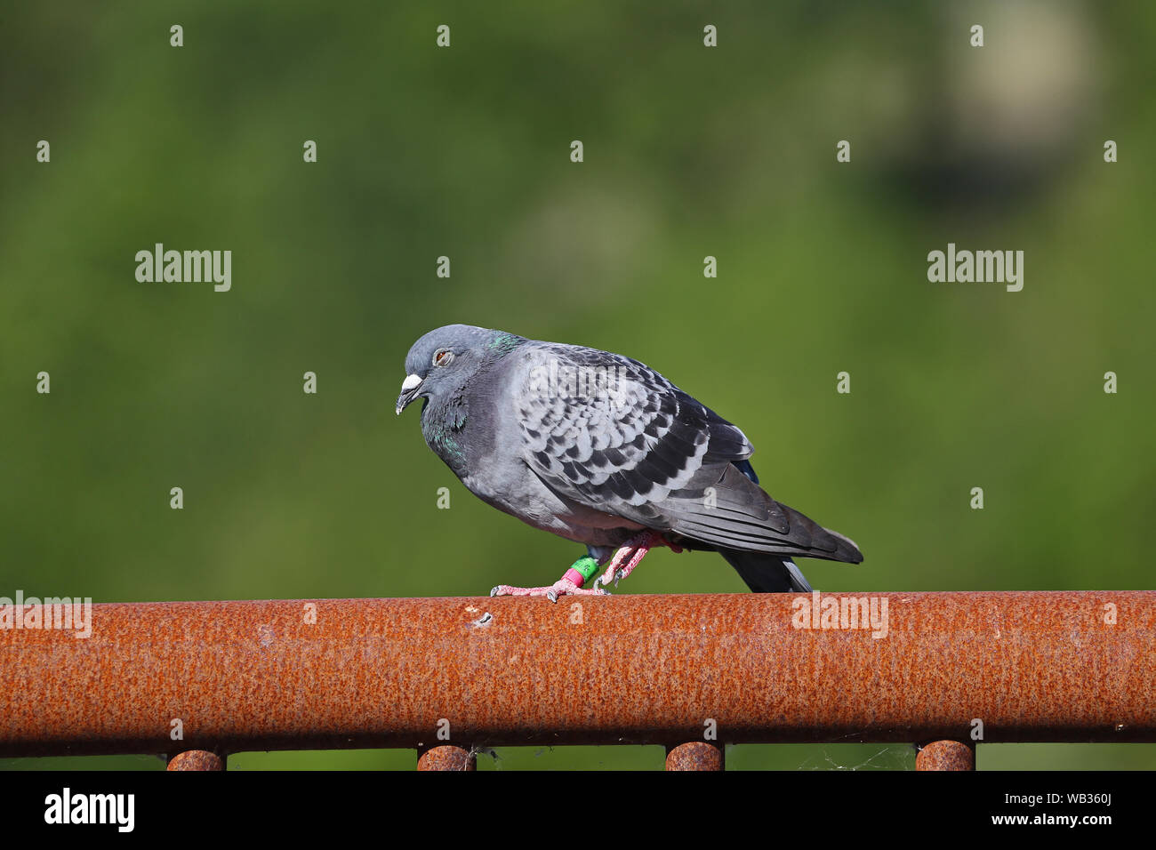 Messenger pigeon hi-res stock photography and images - Alamy