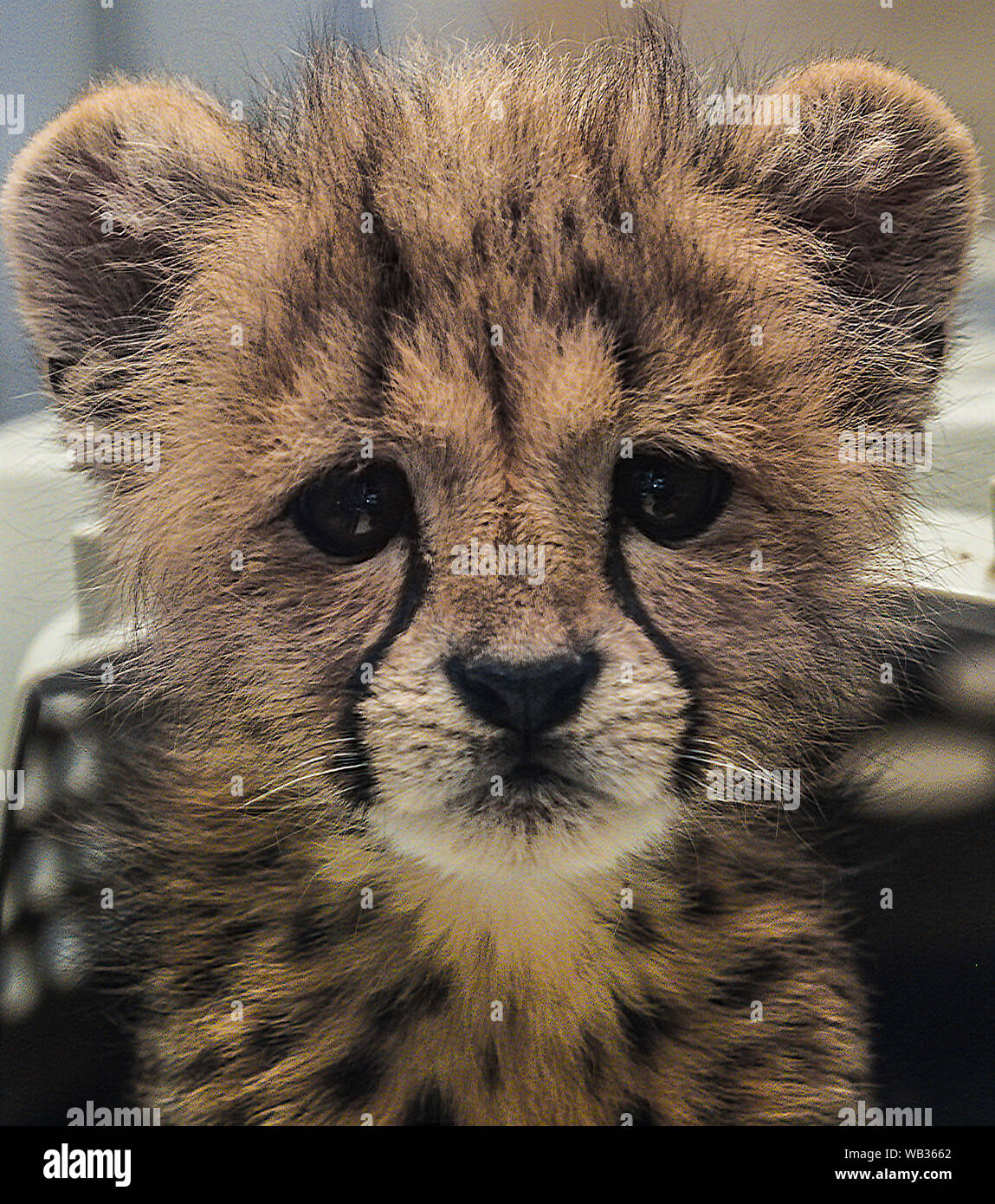 cheata cub close-up Stock Photo - Alamy