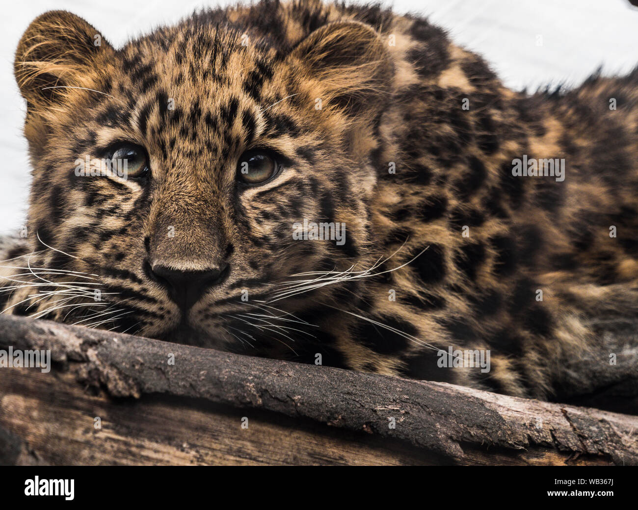Cute baby leopard cub close up hi-res stock photography and images - Alamy