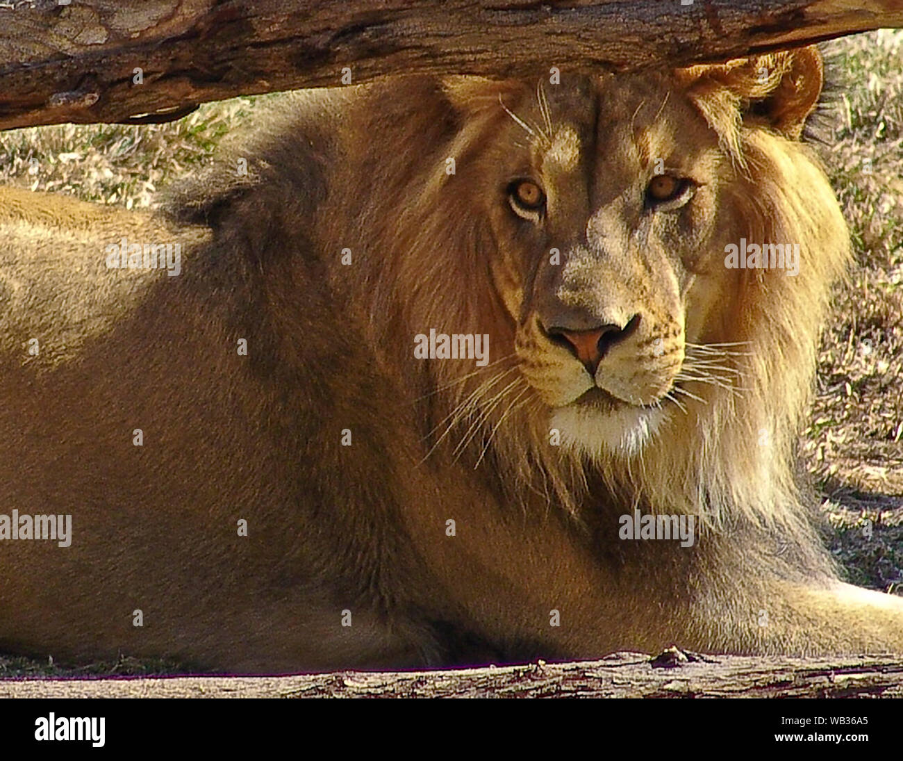 big male african lion lying under tree limb Stock Photo - Alamy