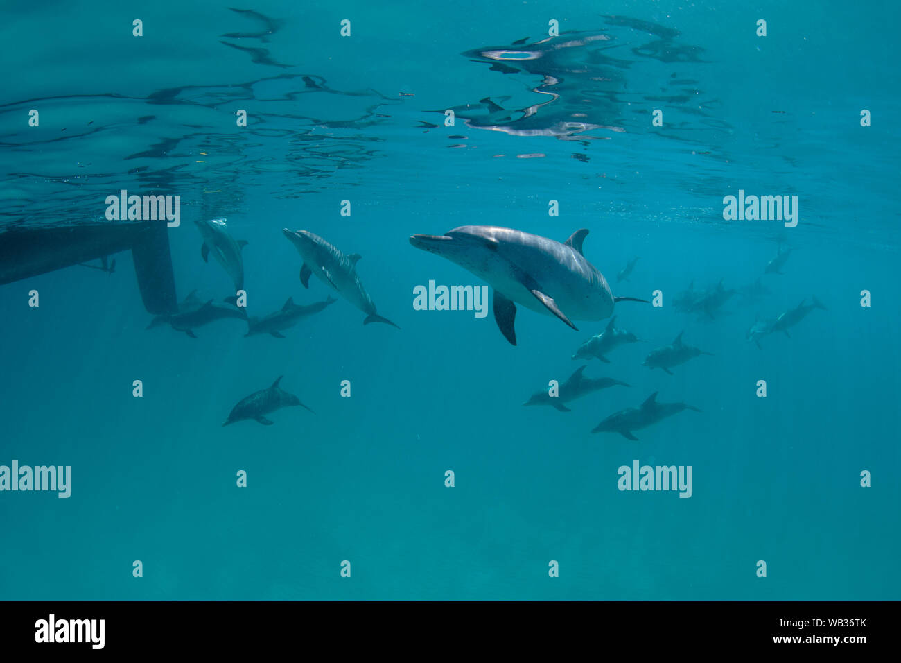 Atlantic spotted dolphins hi-res stock photography and images - Alamy