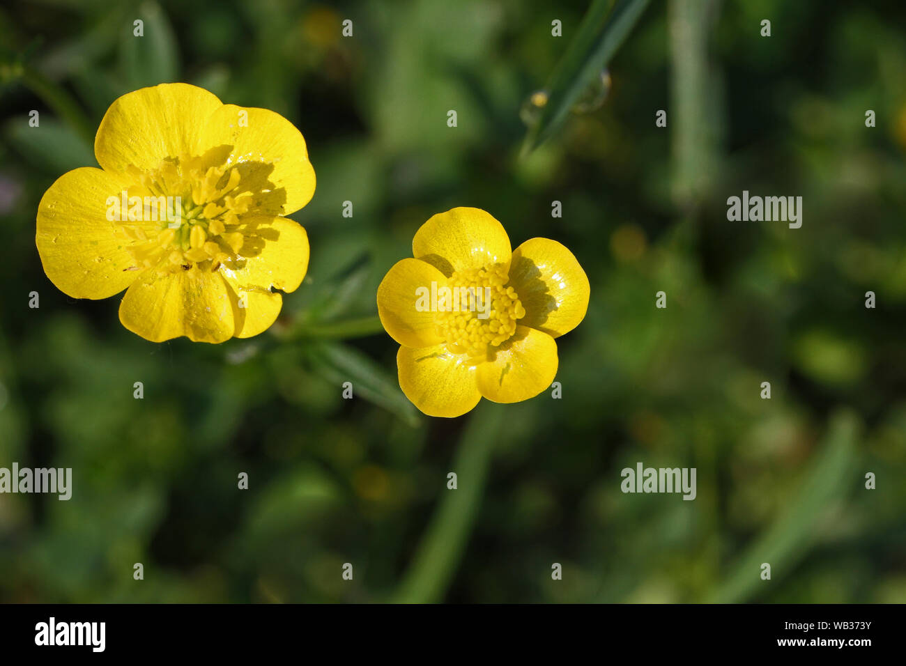 Ranunculus repens hi-res stock photography and images - Alamy