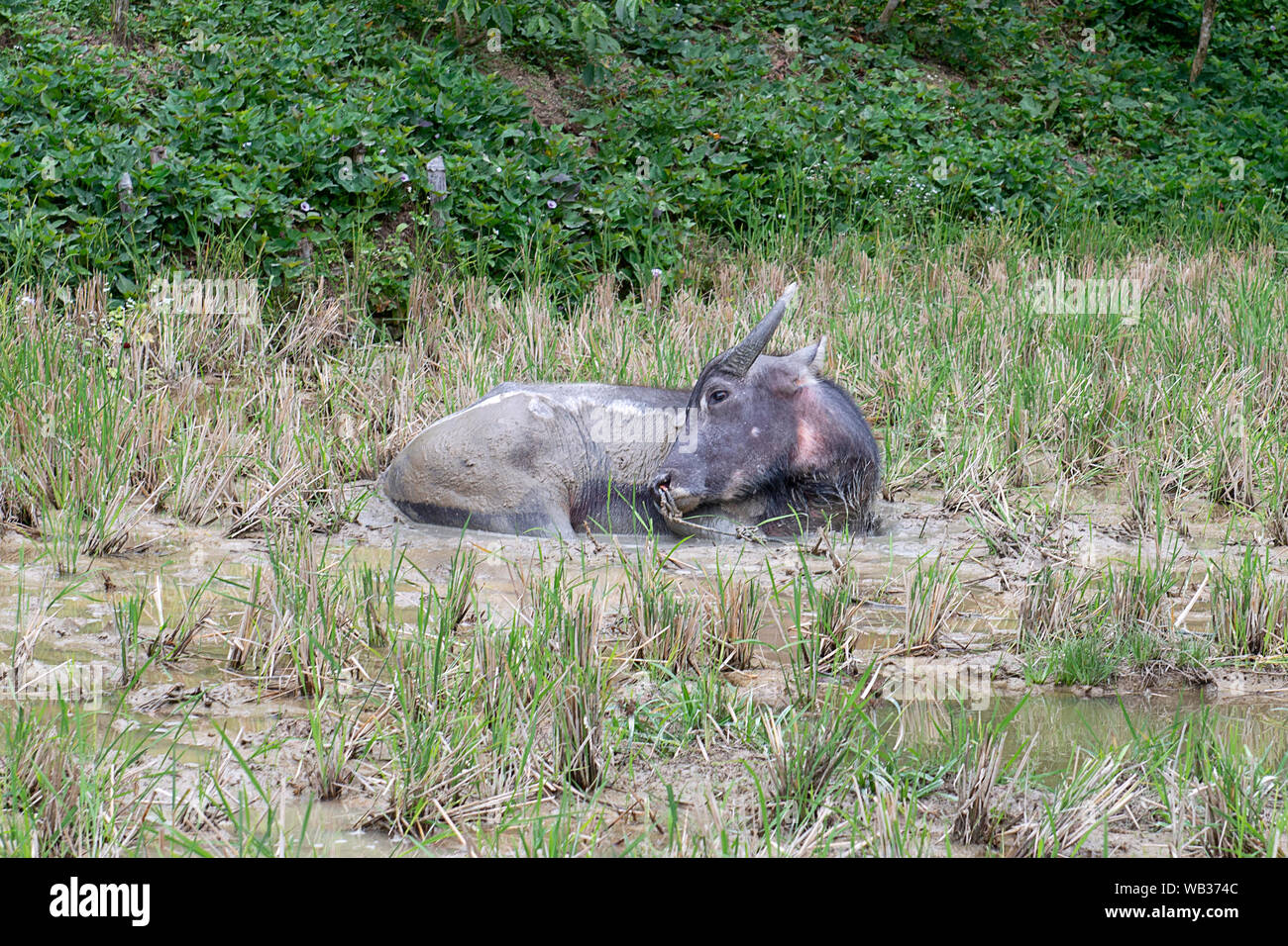 Boss of the rice field, Water buffalo relaxing in rice paddy of Tana ...