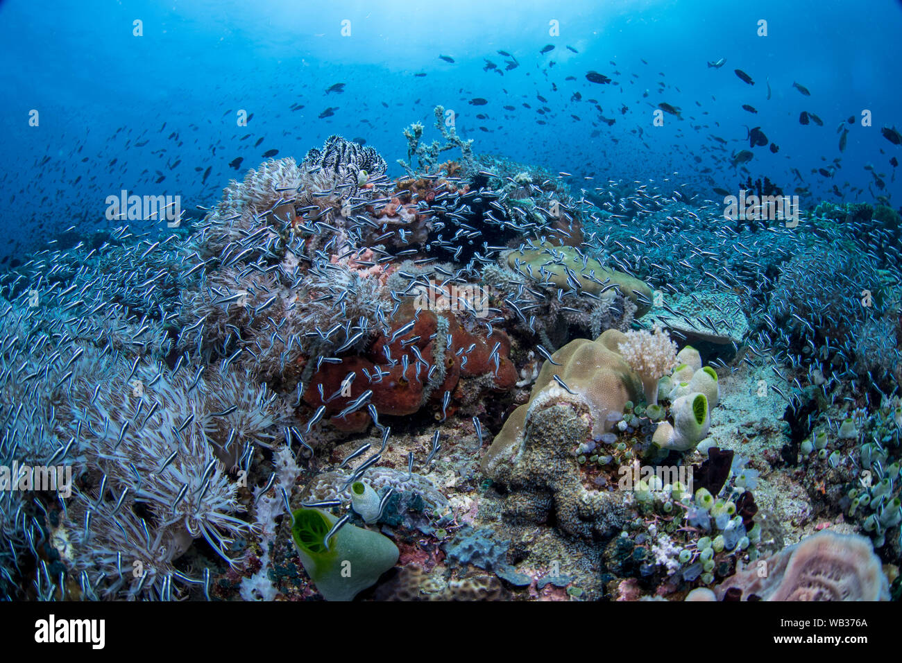 Reef Covered with Fish at Verde Island Philippines Stock Photo - Alamy