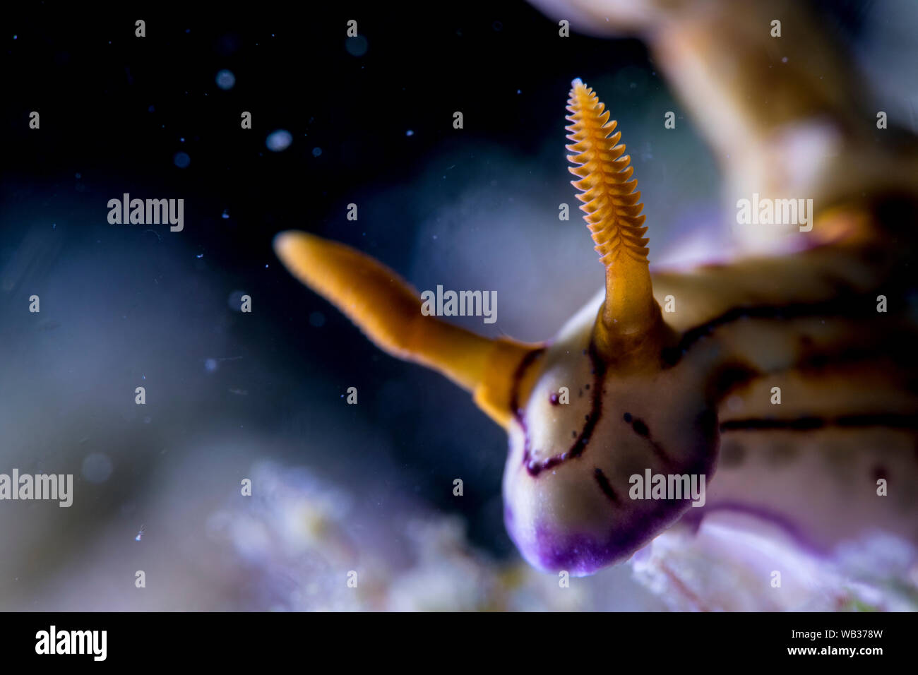 Nudibranch face hi-res stock photography and images - Alamy