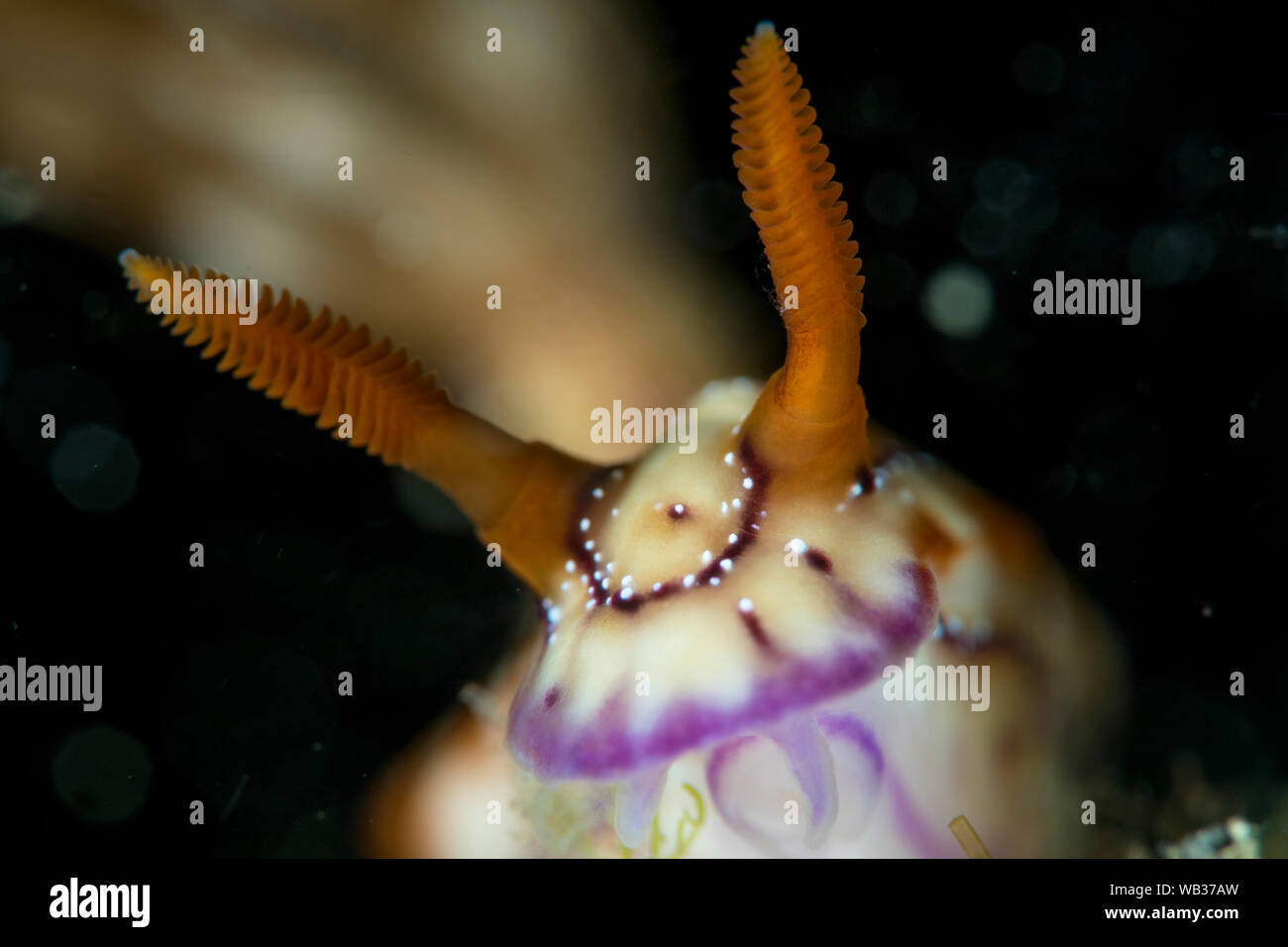 Nudibranch Face, Anilao Philippines Stock Photo - Alamy