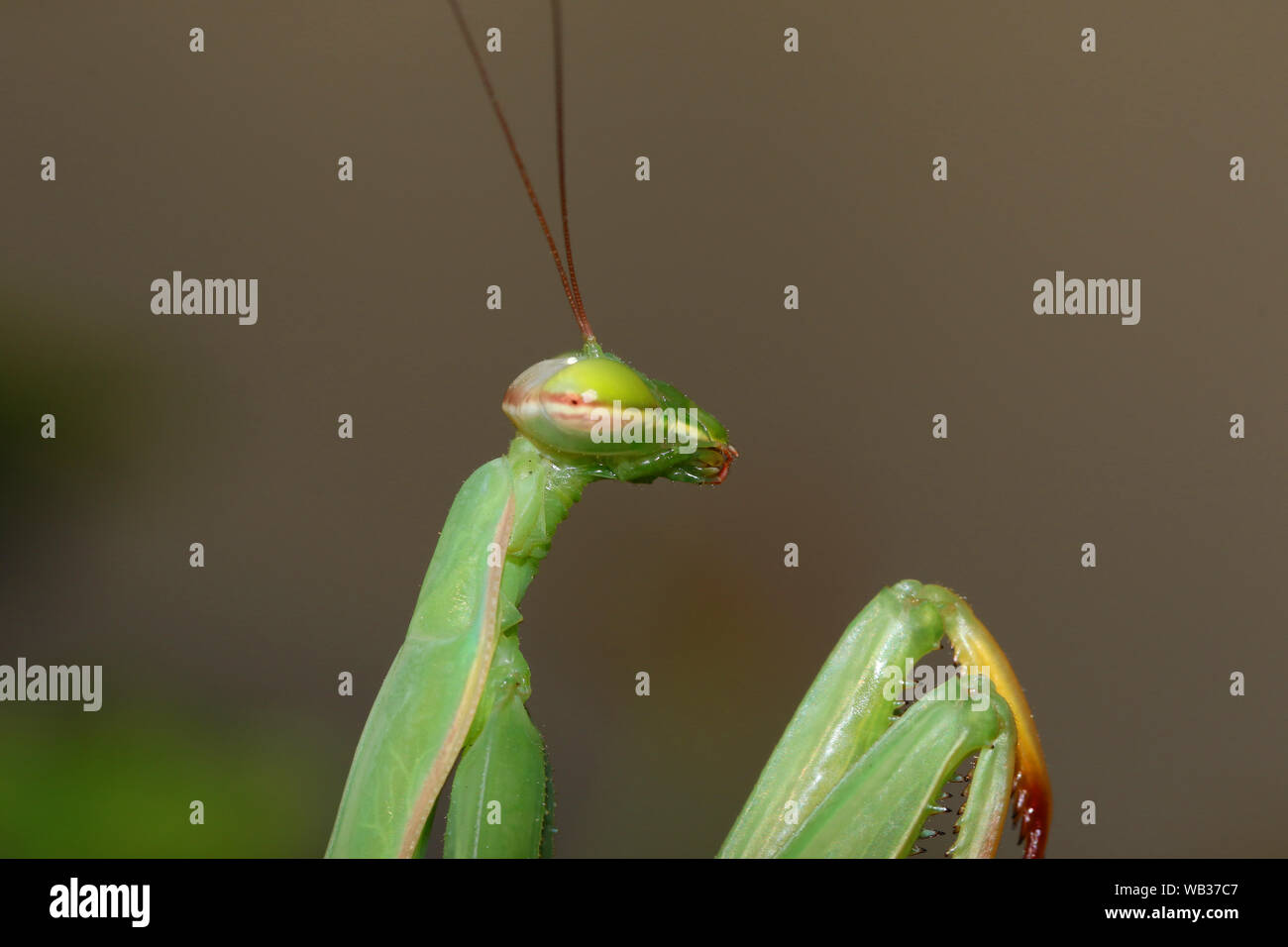 portrait of a green European praying mantis or mantid Latin mantis ...