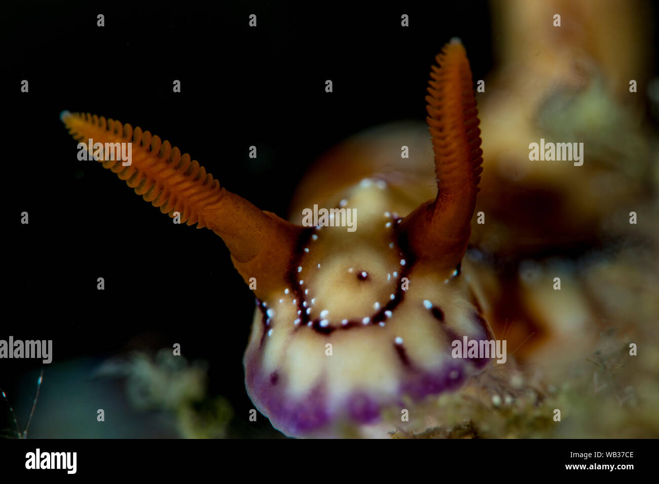 Nudibranch face hi-res stock photography and images - Alamy