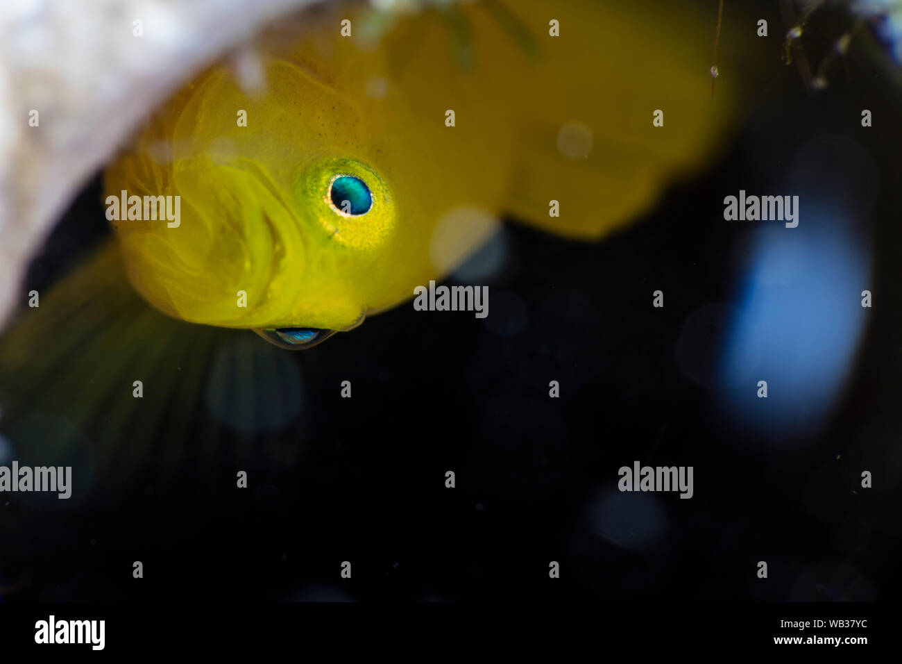 Lemon Goby with Green Reflecting Eye, Anilao Philippines Stock Photo ...