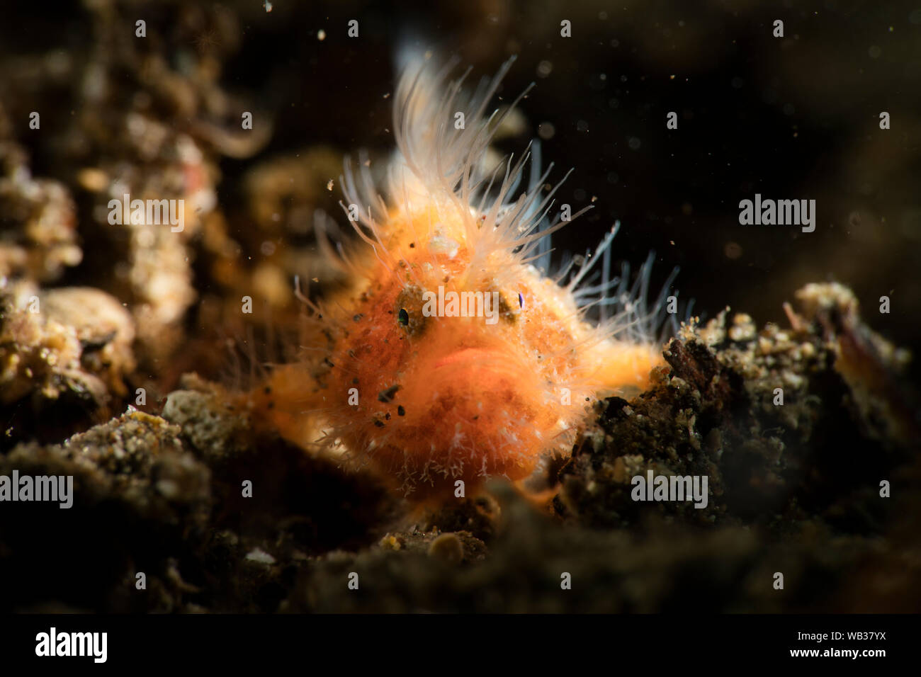 Hairy frogfish hi-res stock photography and images - Alamy