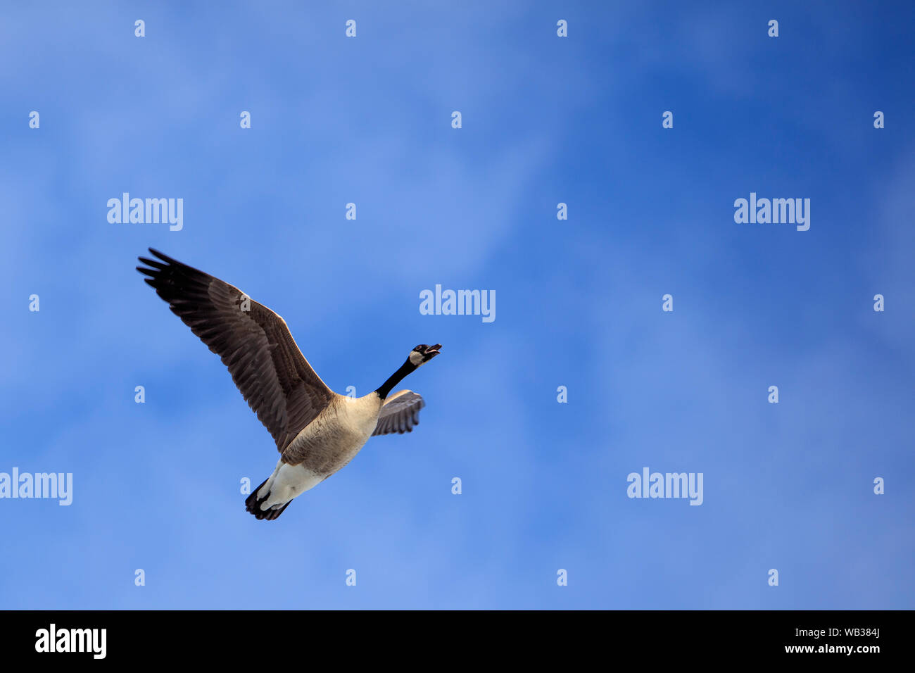 Alex the goose hi-res stock photography and images - Alamy