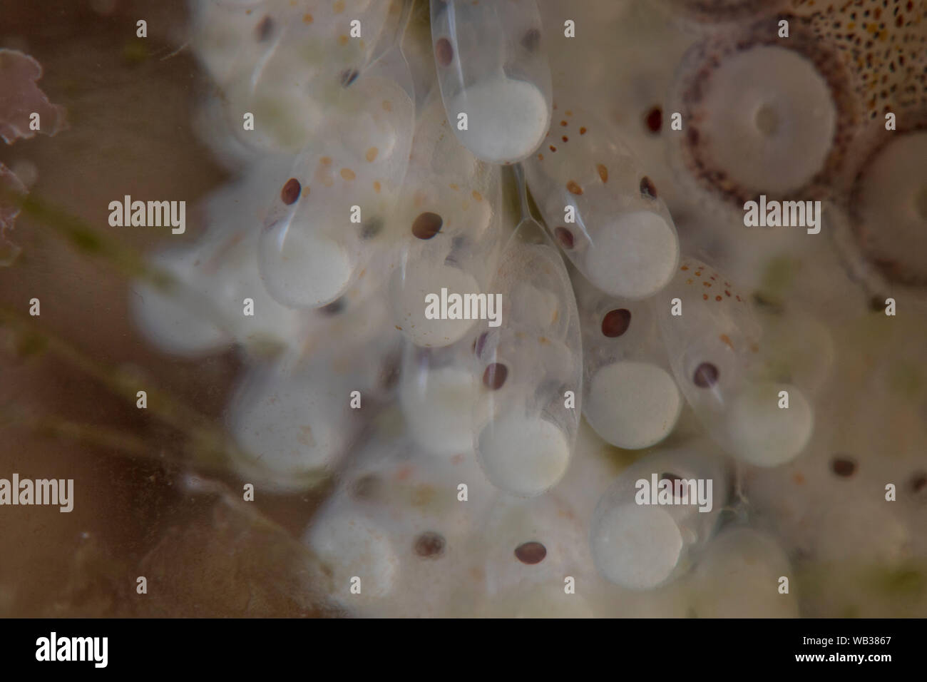 Octopus Tentacles and Eggs, Blue Heron Bridge Florida Stock Photo - Alamy