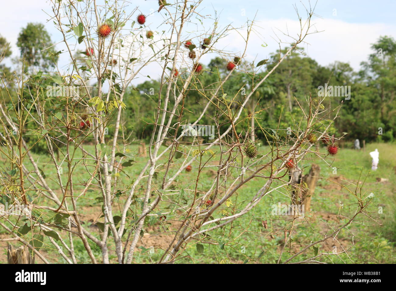 Rambutan is a tropical plant that belongs to the Sapindaceae tribe ...