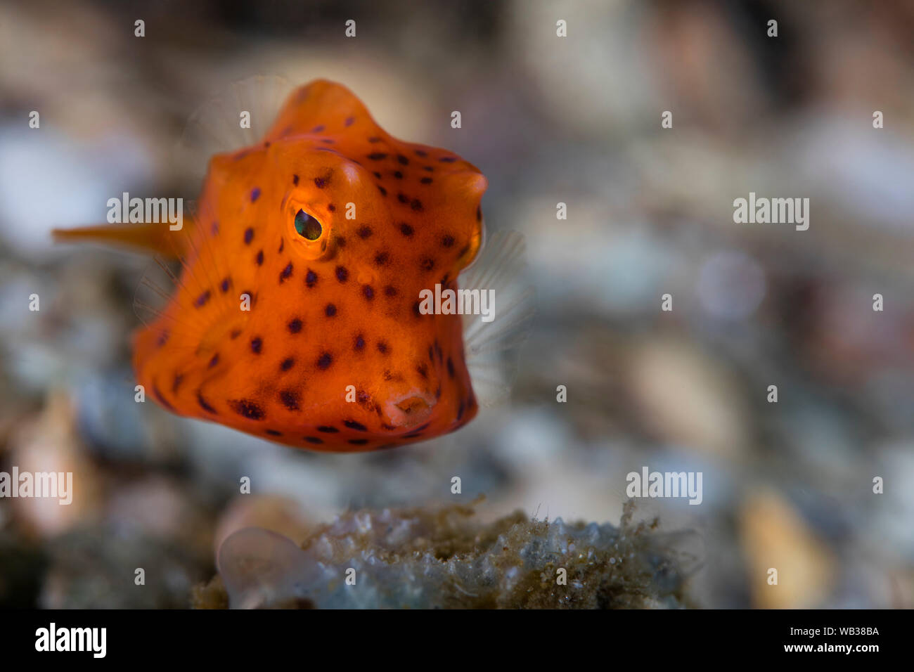 Juvenile trunkfish hi-res stock photography and images - Alamy