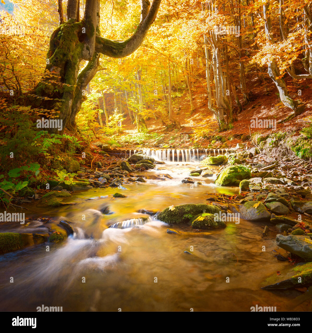 Real Autumn Landscape. Small mountains river in yellow trees forest ...