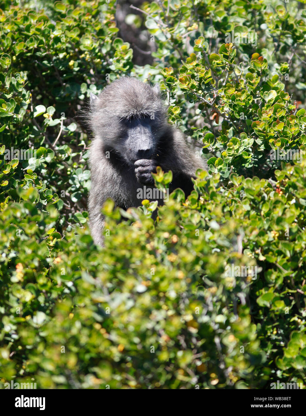 A Chacma Monkey is seen in South Africa Stock Photo - Alamy