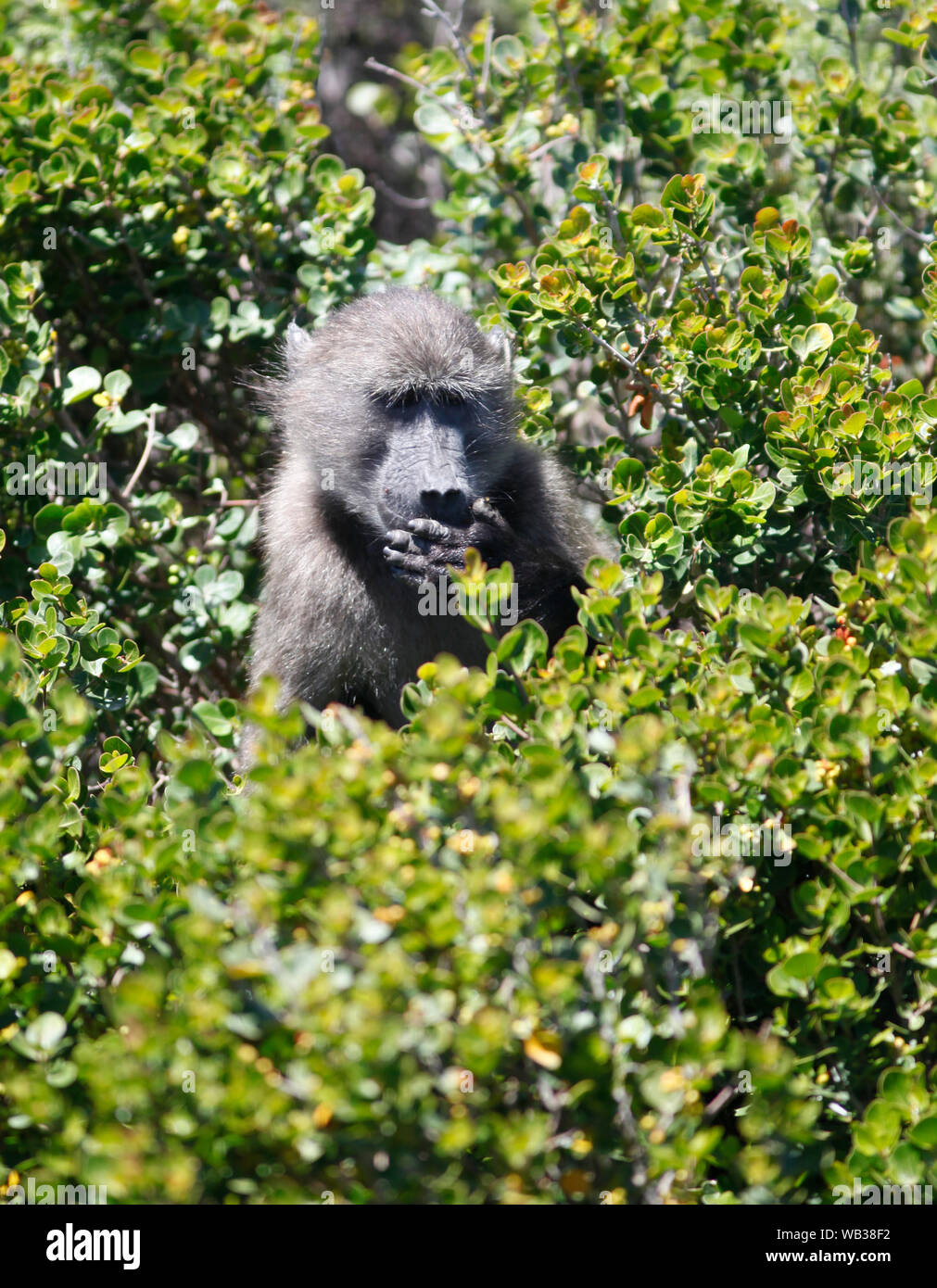 Chacma monkey hi-res stock photography and images - Alamy