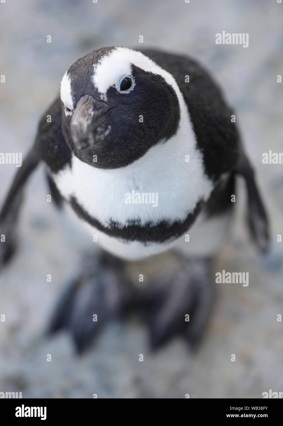 An African Penguin is seen in South Africa Stock Photo - Alamy