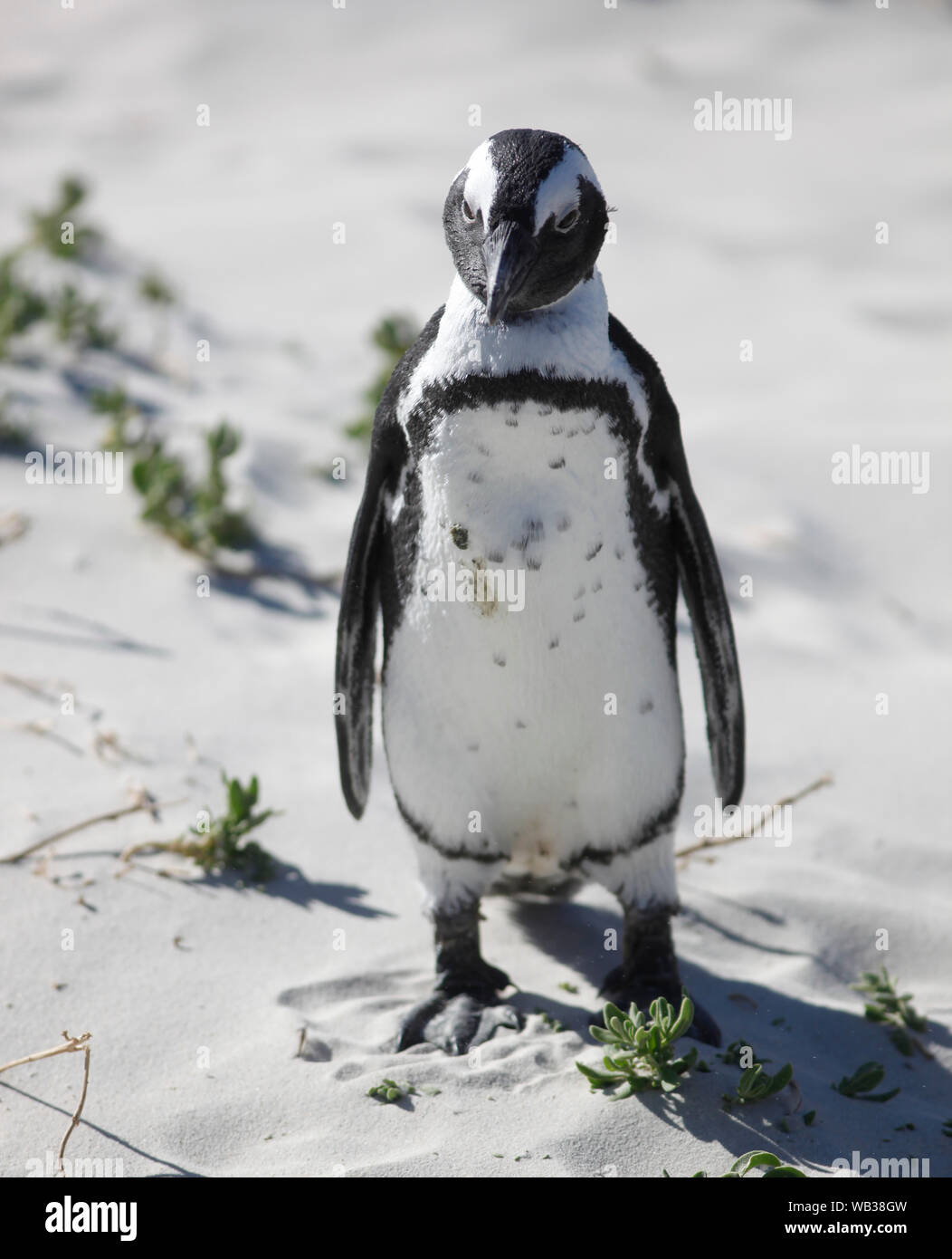 An African Penguin is seen in South Africa Stock Photo - Alamy