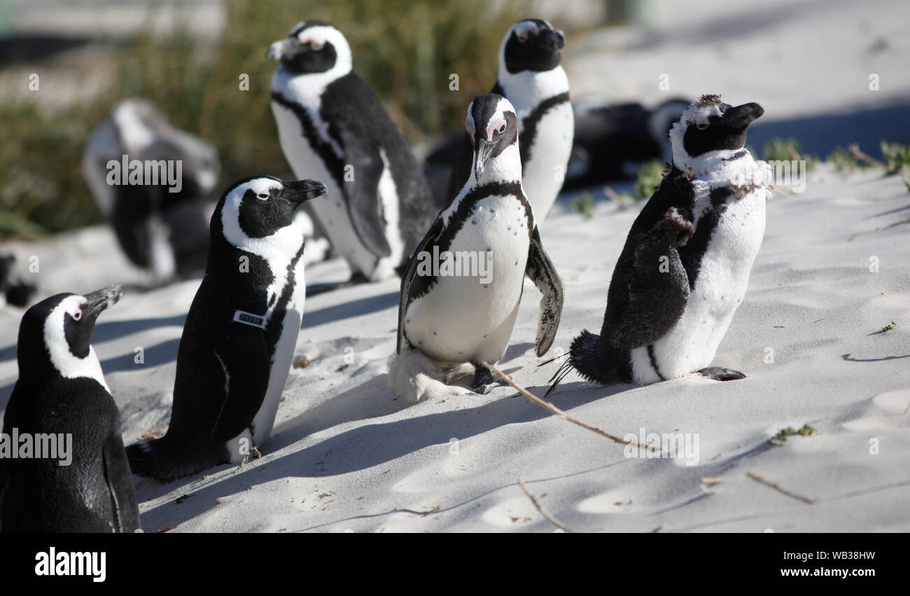 An African Penguin is seen in South Africa Stock Photo - Alamy