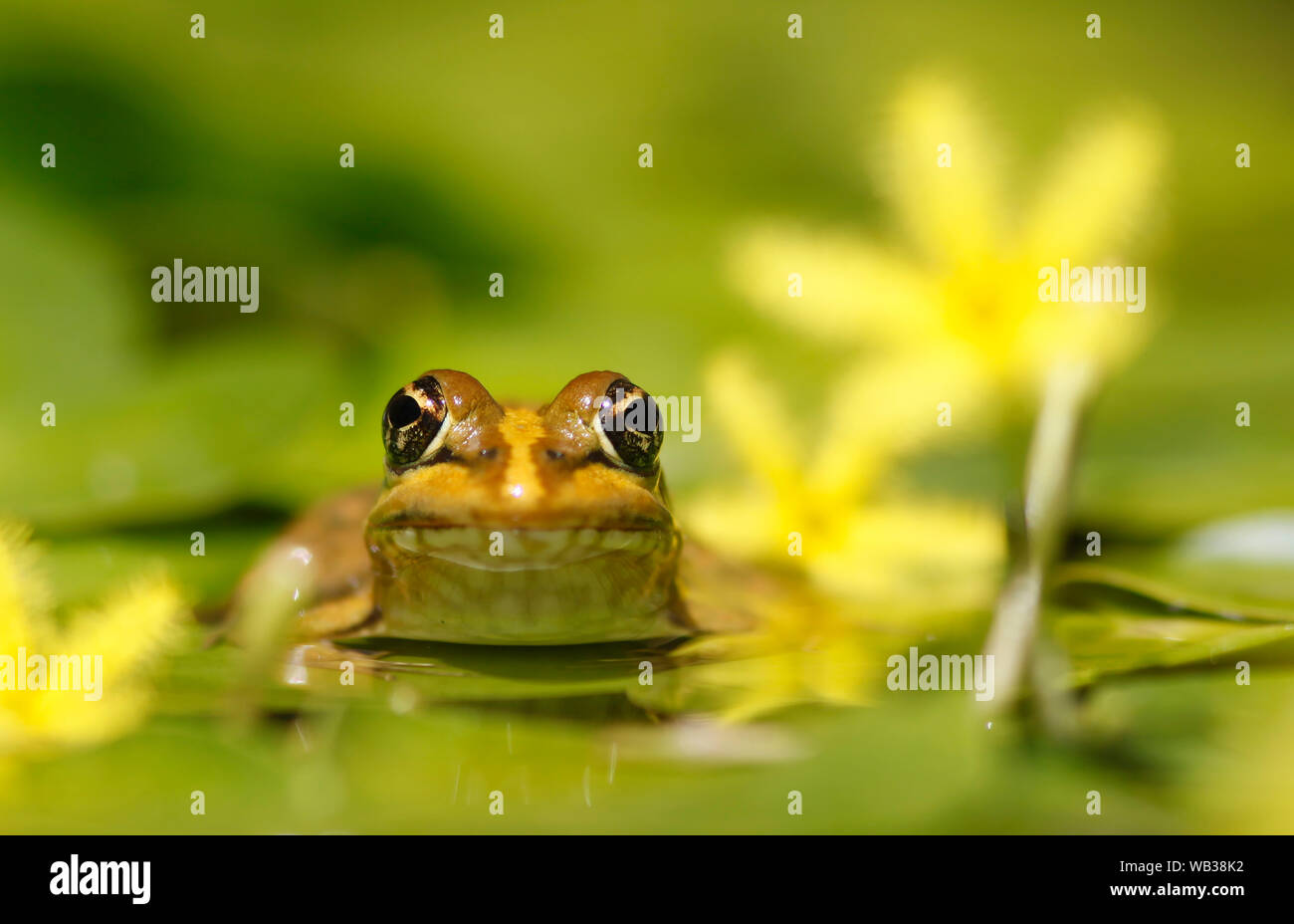 An Olive Toad is seen in South Africa Stock Photo - Alamy