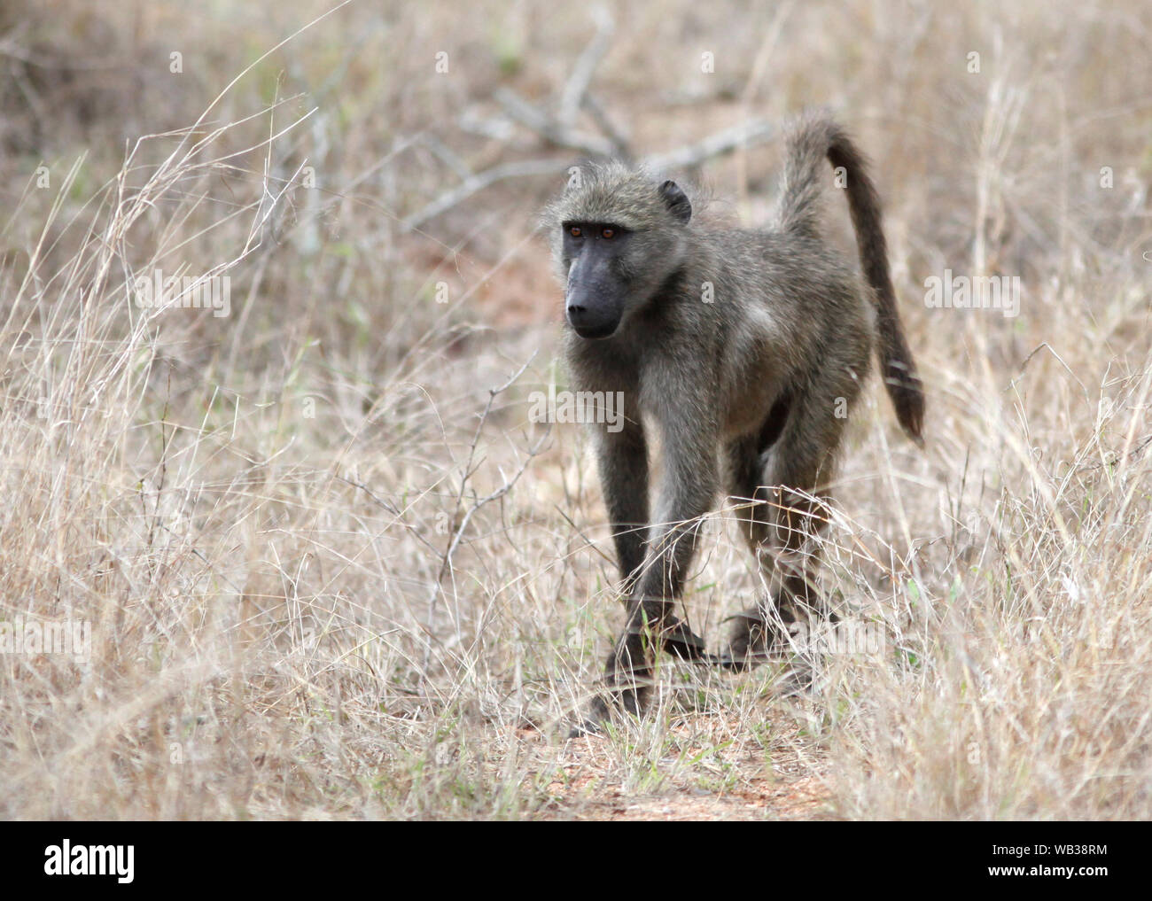 A Chacma Monkey is seen in South Africa Stock Photo - Alamy