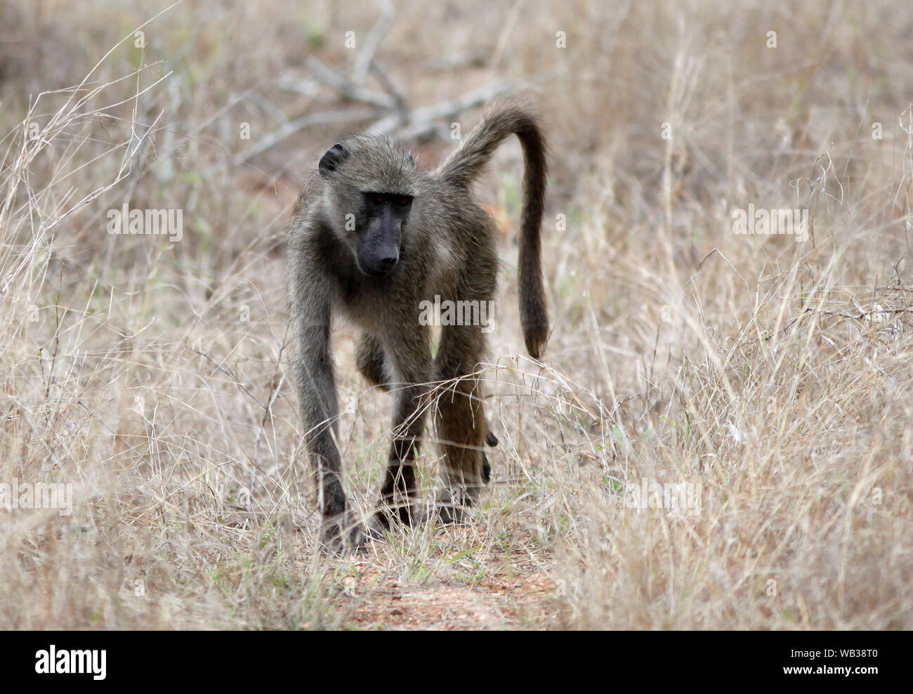 Chacma monkey hi-res stock photography and images - Alamy