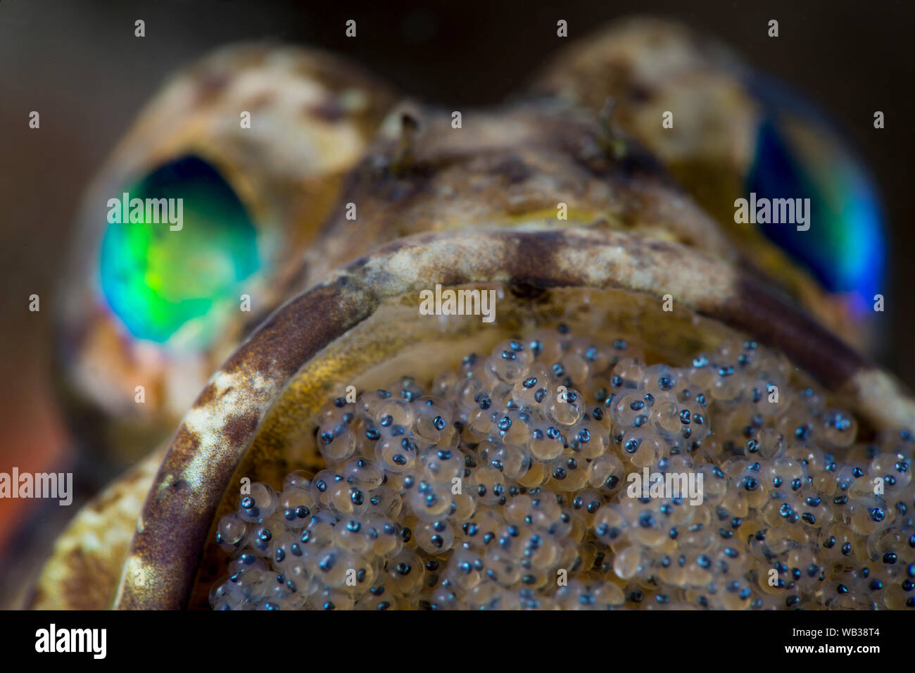 Brooding male hi-res stock photography and images - Alamy