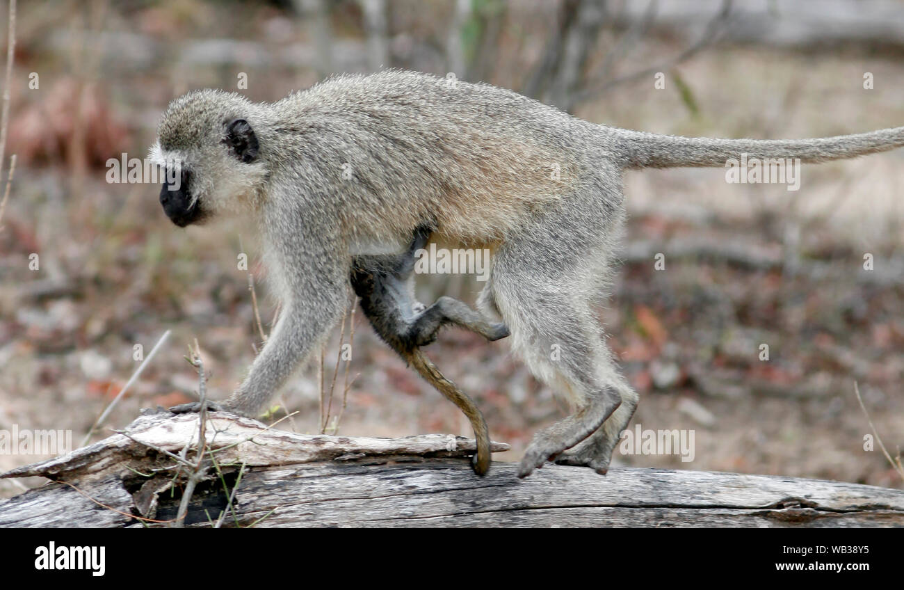 Velvet monkey hi-res stock photography and images - Alamy