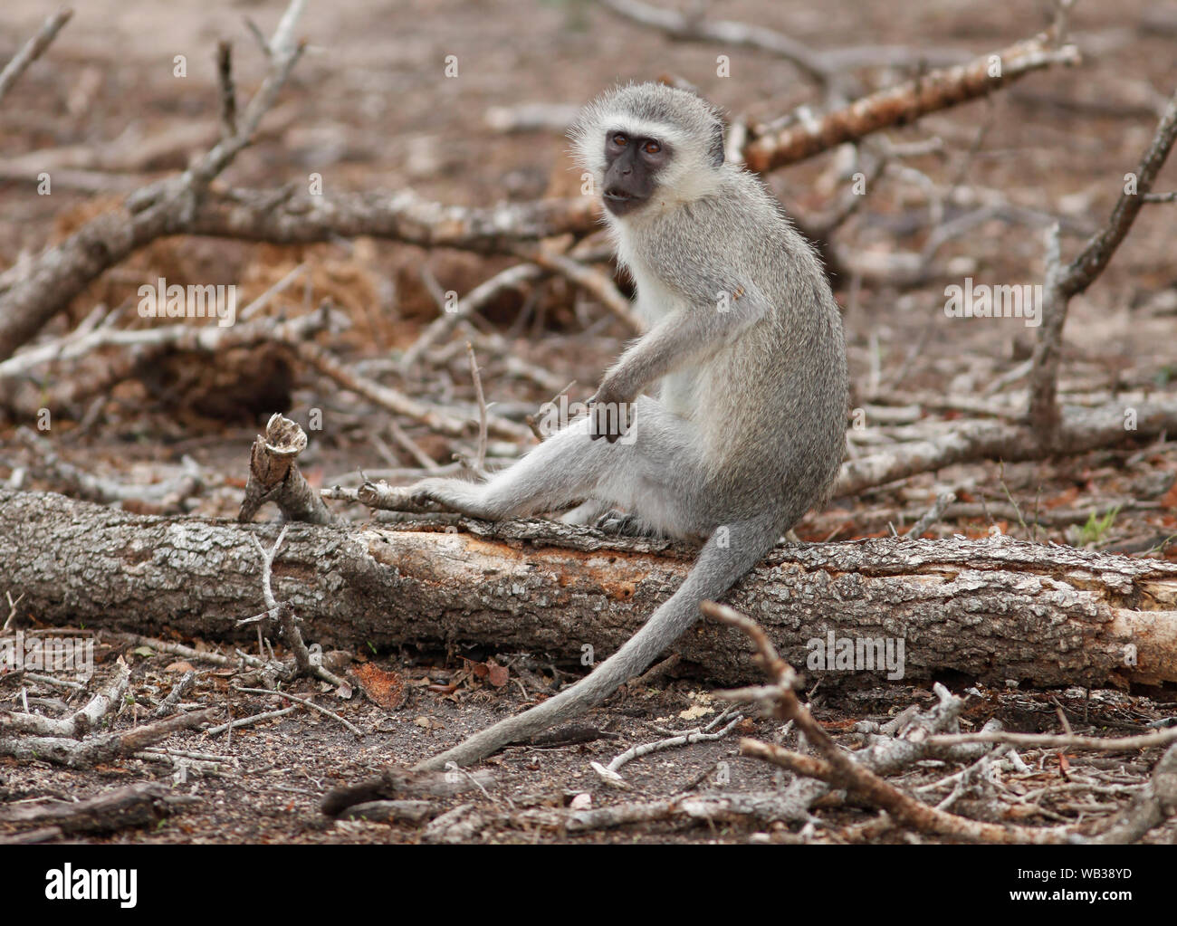 Velvet monkey hi-res stock photography and images - Alamy